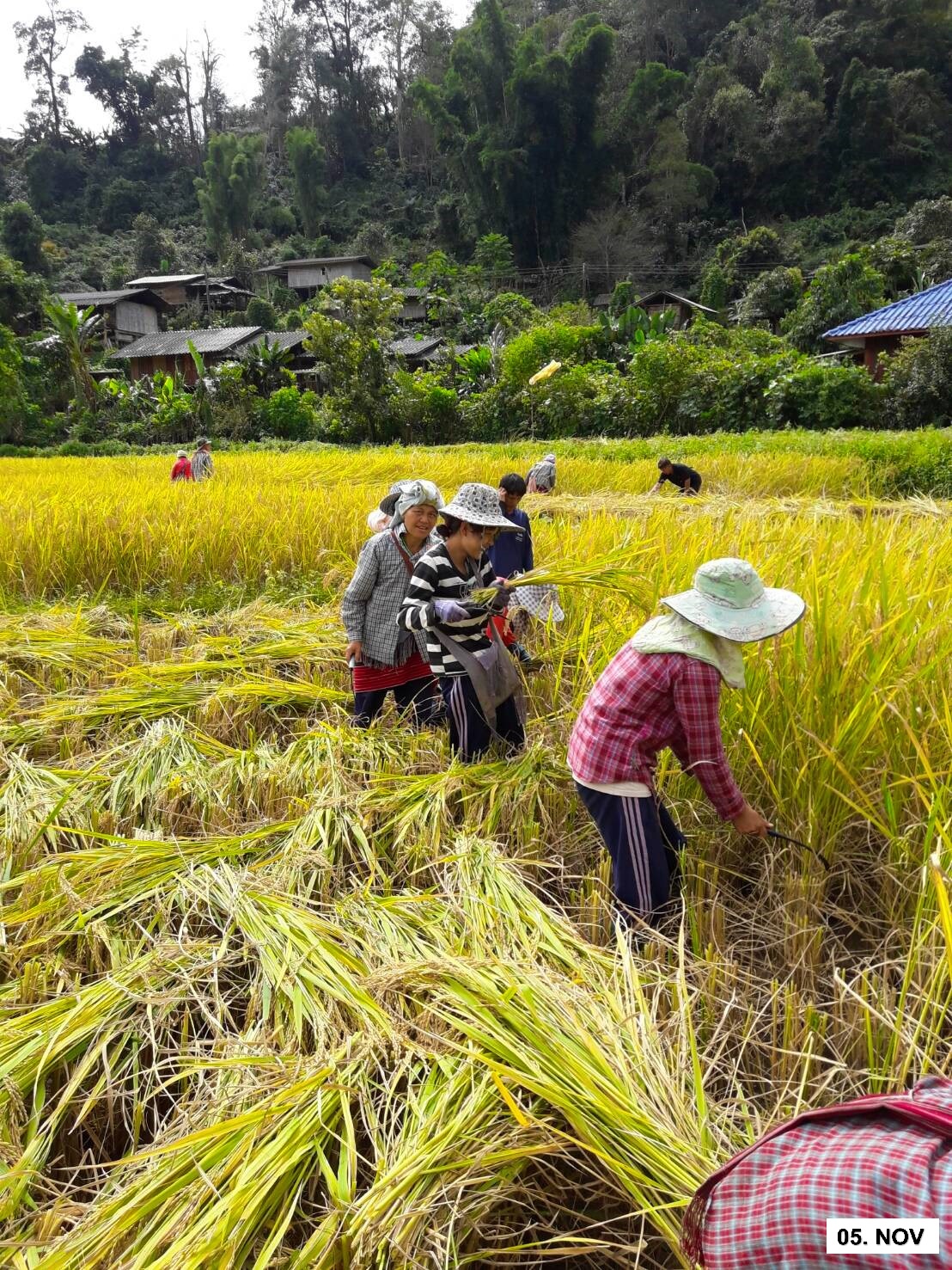 All year photos - Chiangmai Elephant Land Chiangmai Elephant Land