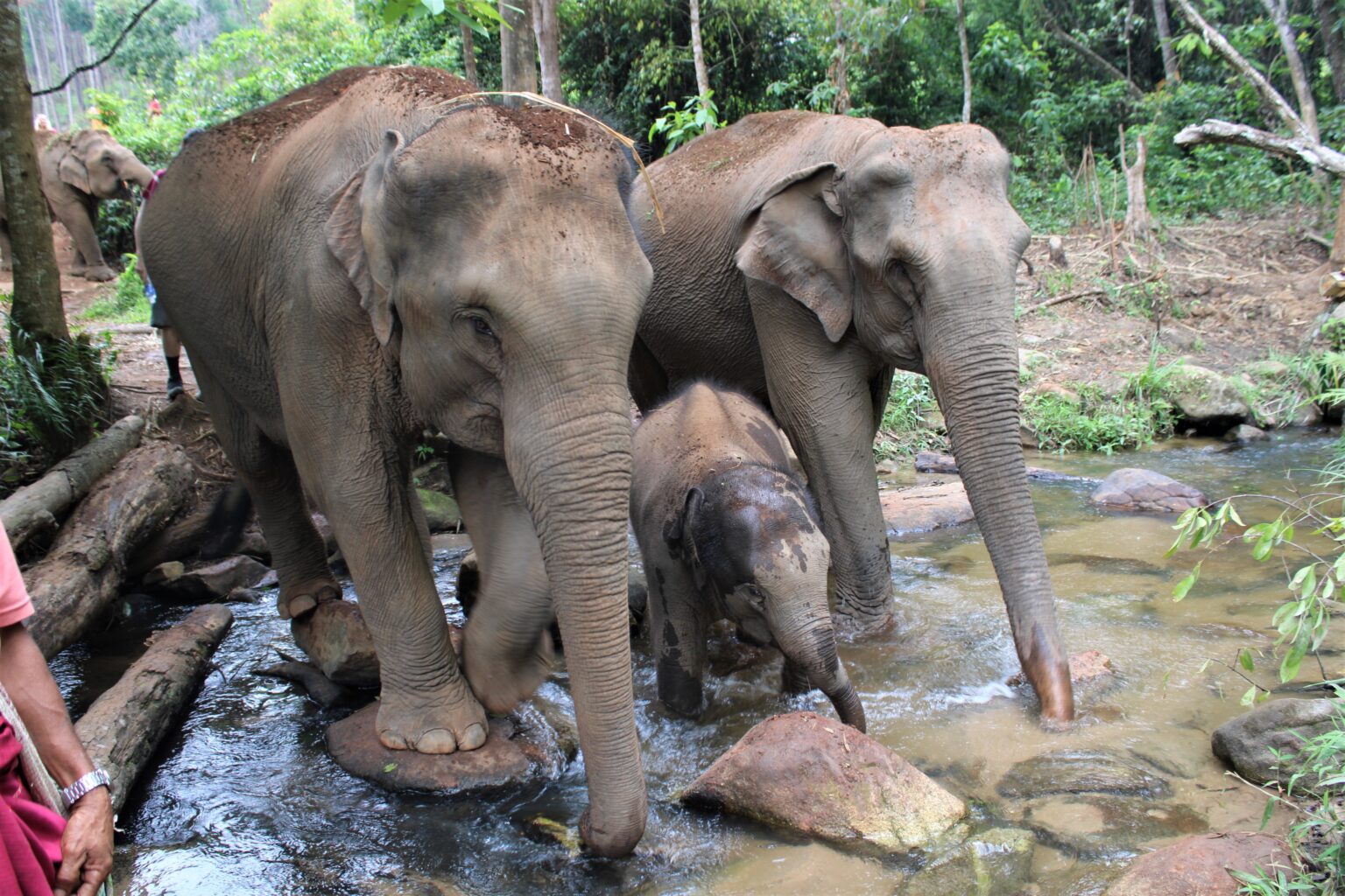 All year photos - Chiangmai Elephant Land Chiangmai Elephant Land