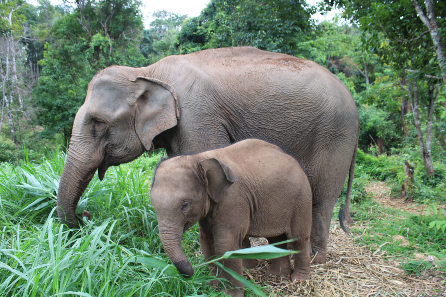 All year photos - Chiangmai Elephant Land Chiangmai Elephant Land