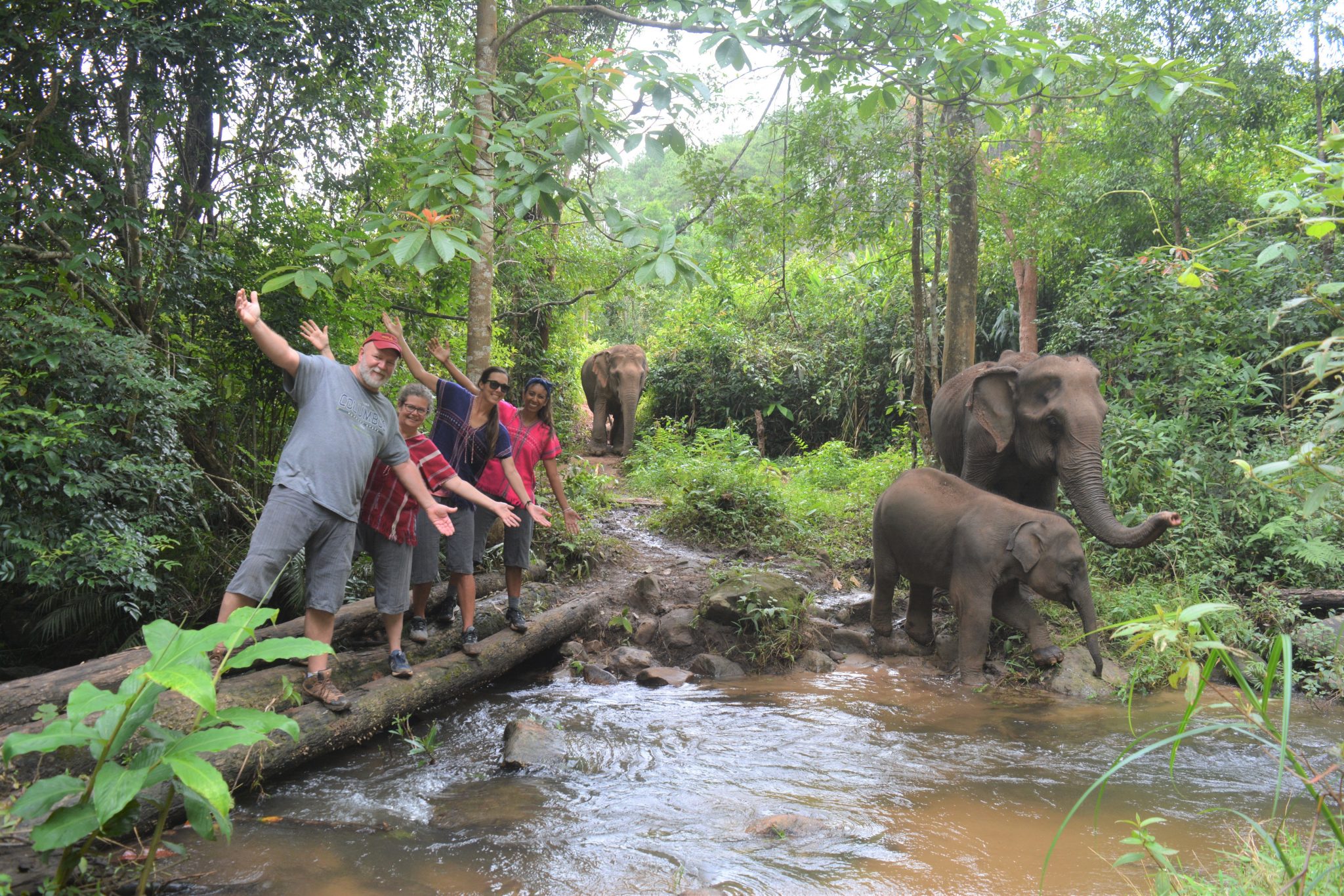 All year photos - Chiangmai Elephant Land Chiangmai Elephant Land