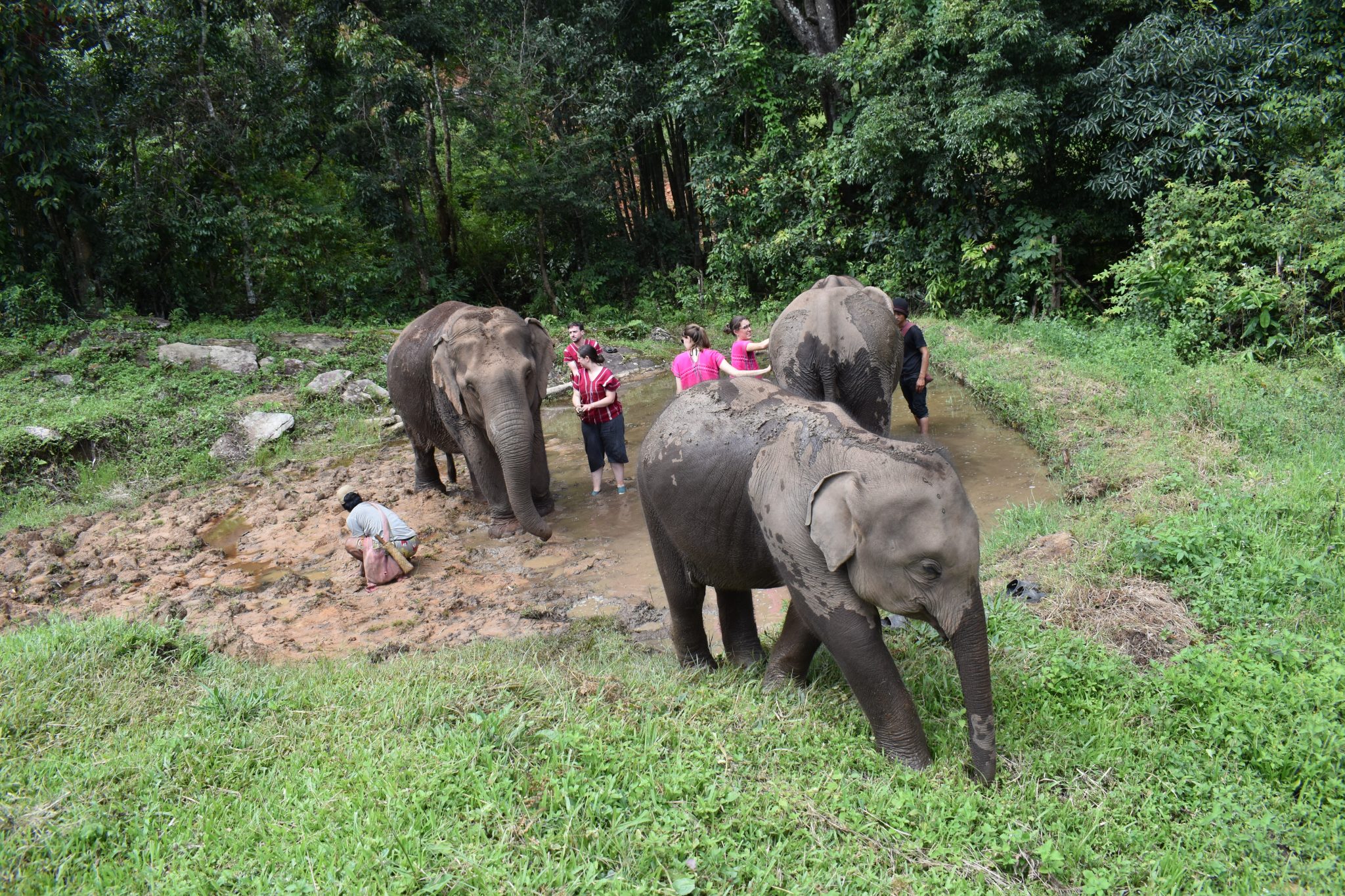 All year photos - Chiangmai Elephant Land Chiangmai Elephant Land