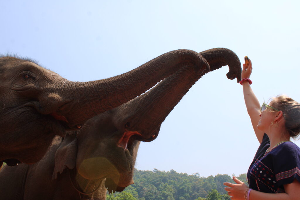 Half Day Visit to Elephant Land - Chiangmai Elephant Land Chiangmai ...