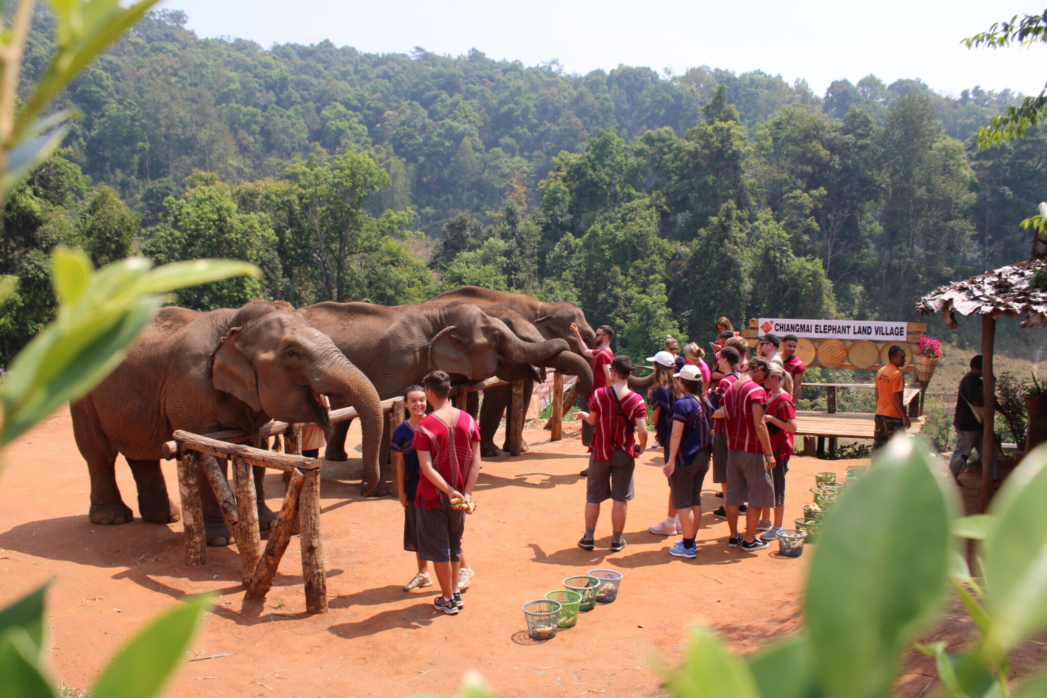 Half Day Visit to Elephant Land - Chiangmai Elephant Land Chiangmai ...