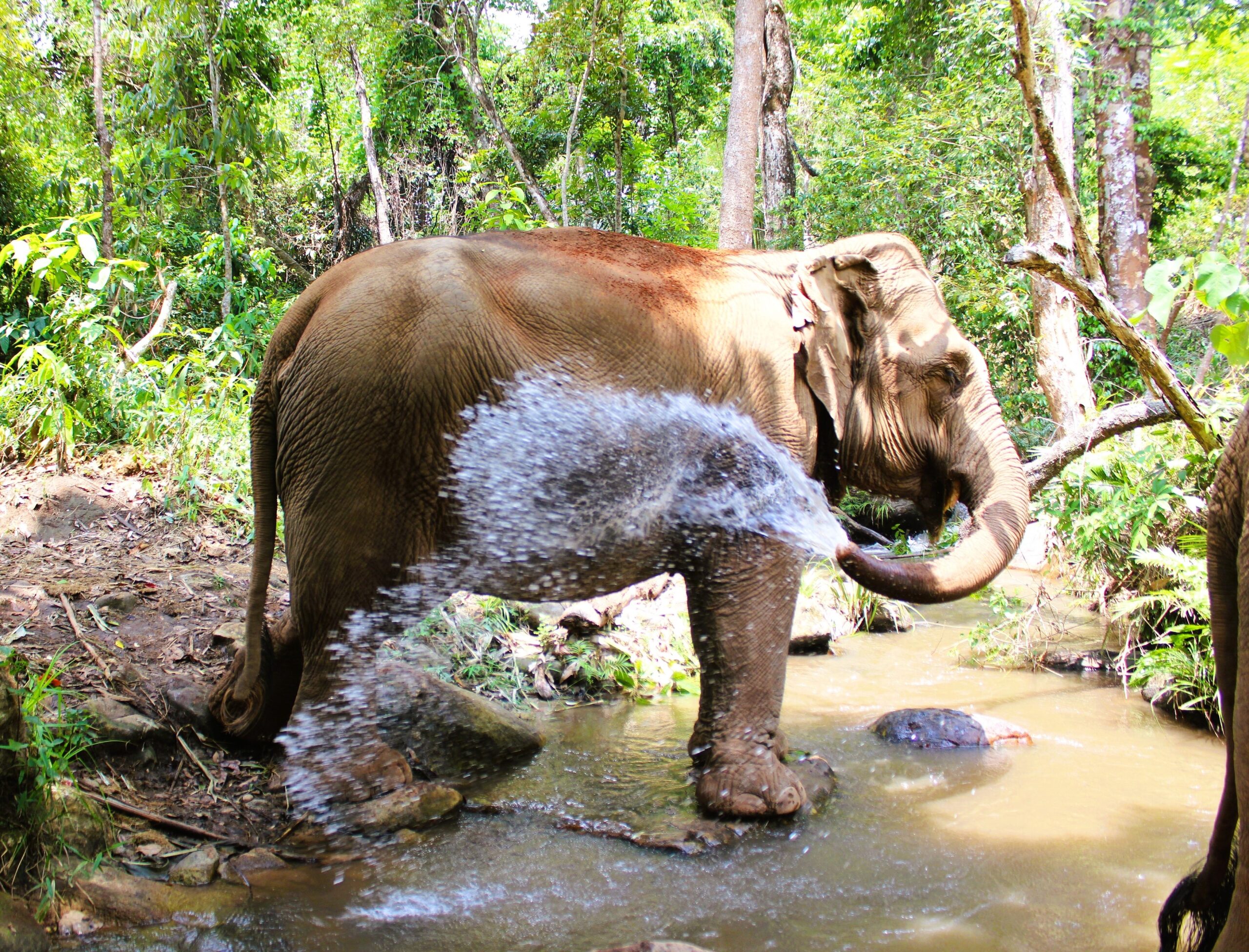 One Day Trip for Elephant Observation, Trekking, and enjoy with Bamboo ...