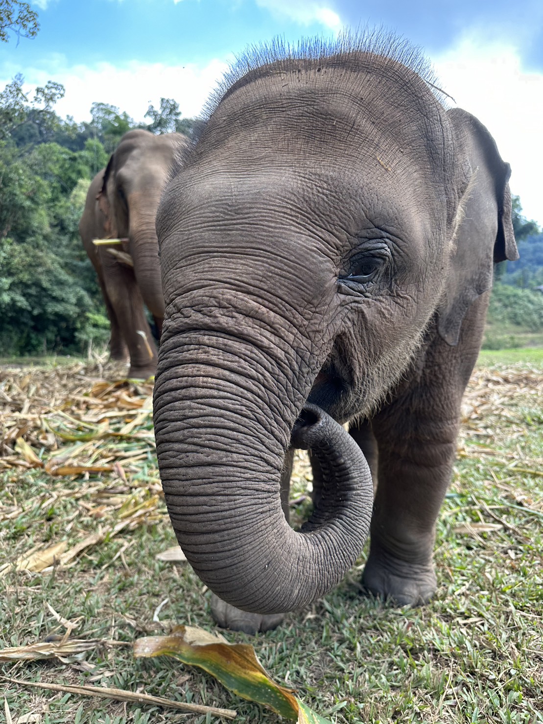 Half Day Visit to Elephant Land - Chiangmai Elephant Land Chiangmai ...